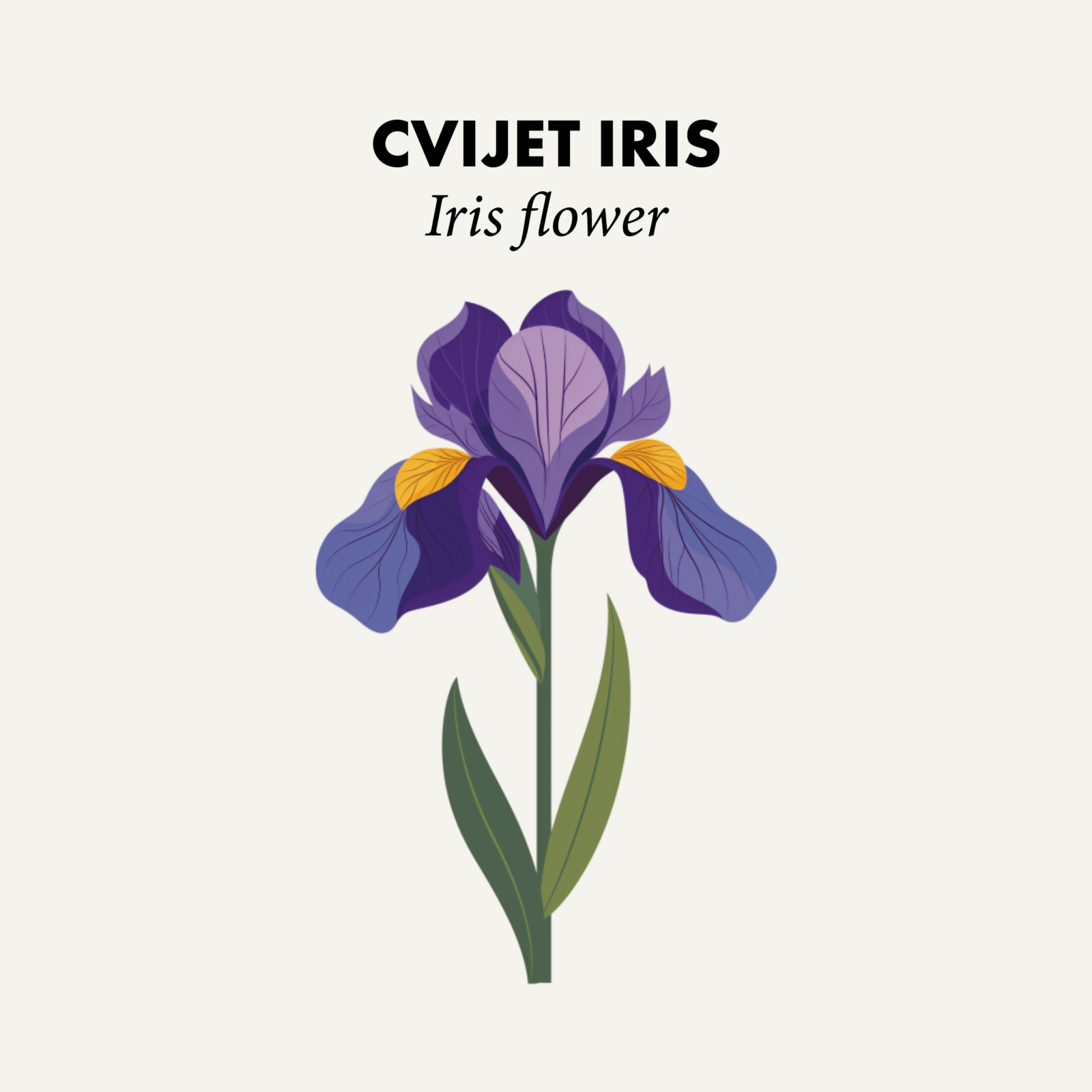 IRIS - nacionalni cvijet Hrvatske - Greethings